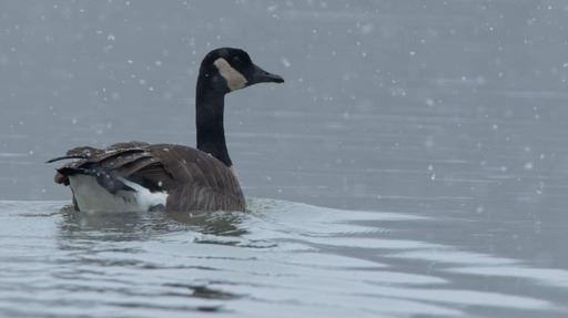 MDC Monitoring Avian Influenza Outbreak, Cautions Public – News/ Talk KRMS MDC Monitoring Avian Influenza Outbreak, Cautions Public – News/ Talk KRMS