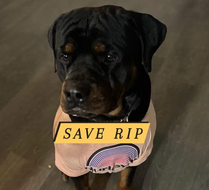 Dog In Morgan County Euthanized After Scratching Child In First Offense ...