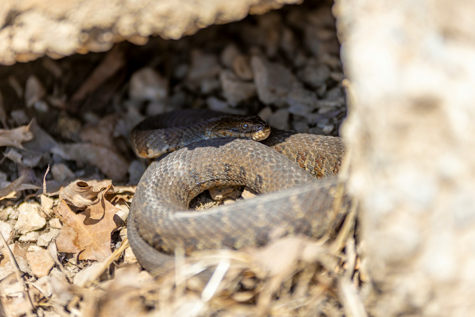 Snake Season Is Upon Us Across Missouri – News/ Talk KRMS